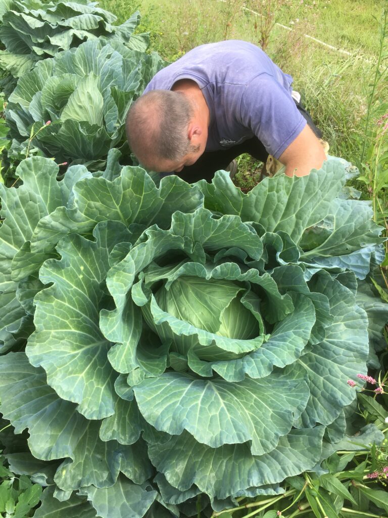 Robinsons Champion Giant Cabbage PLANTS - Mammoth Onion