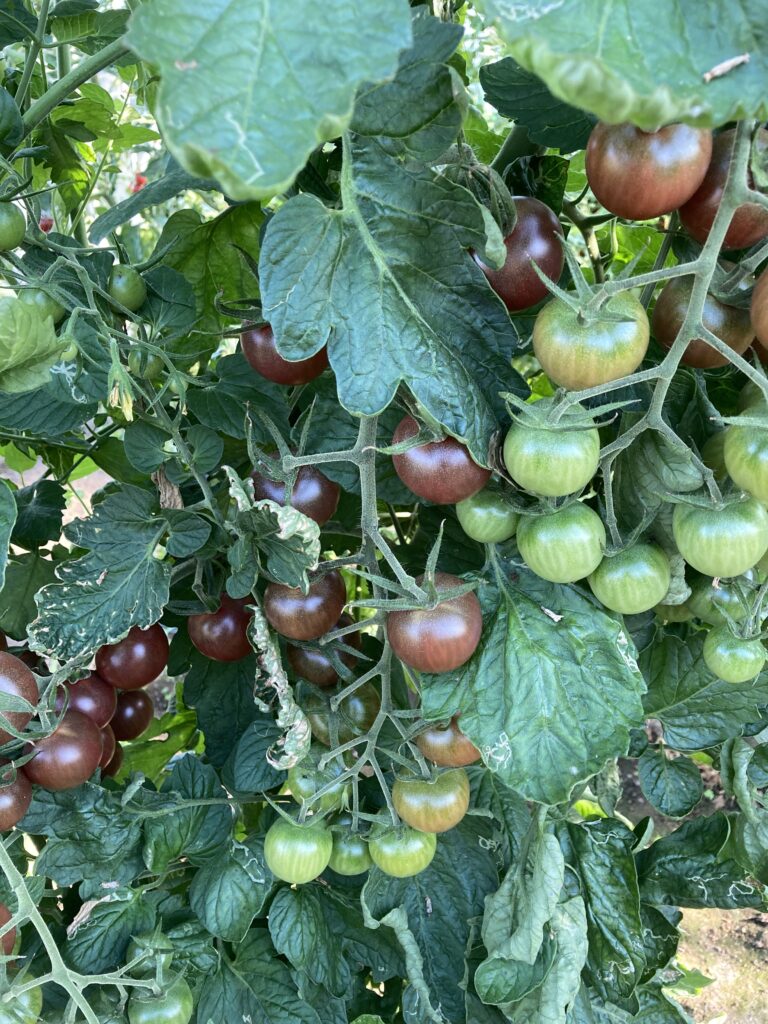 Chocolate Cherry Tomato - Mammoth Onion