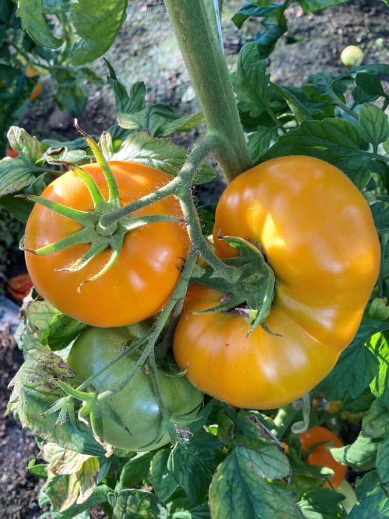 Jubilee Tomato - Mammoth Onion