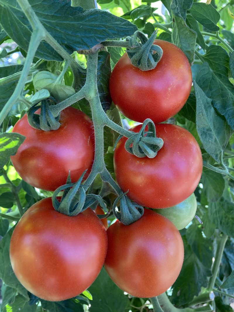 Orkado F1 Tomato - Mammoth Onion
