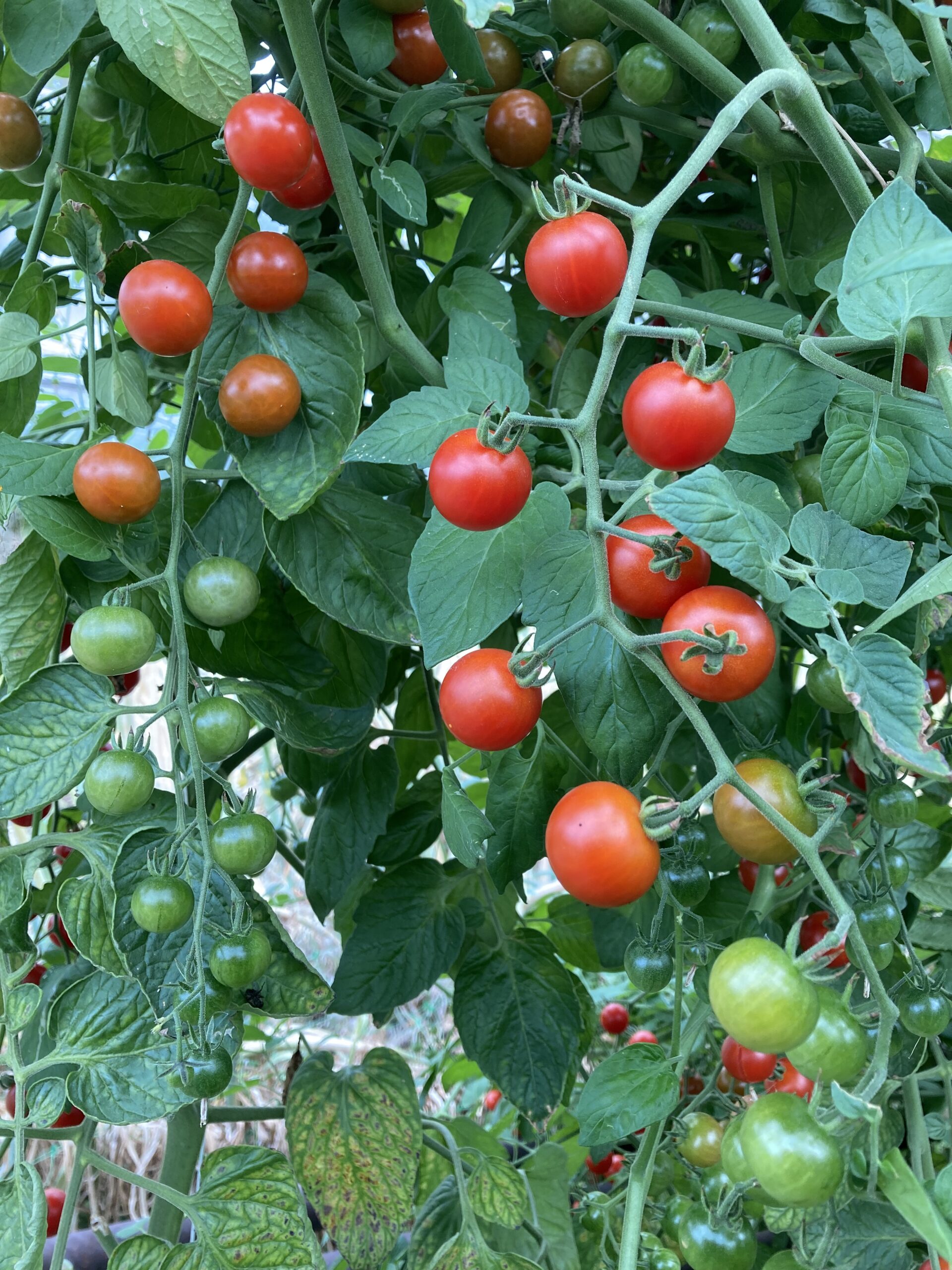 Red Cherry Tomato - Mammoth Onion