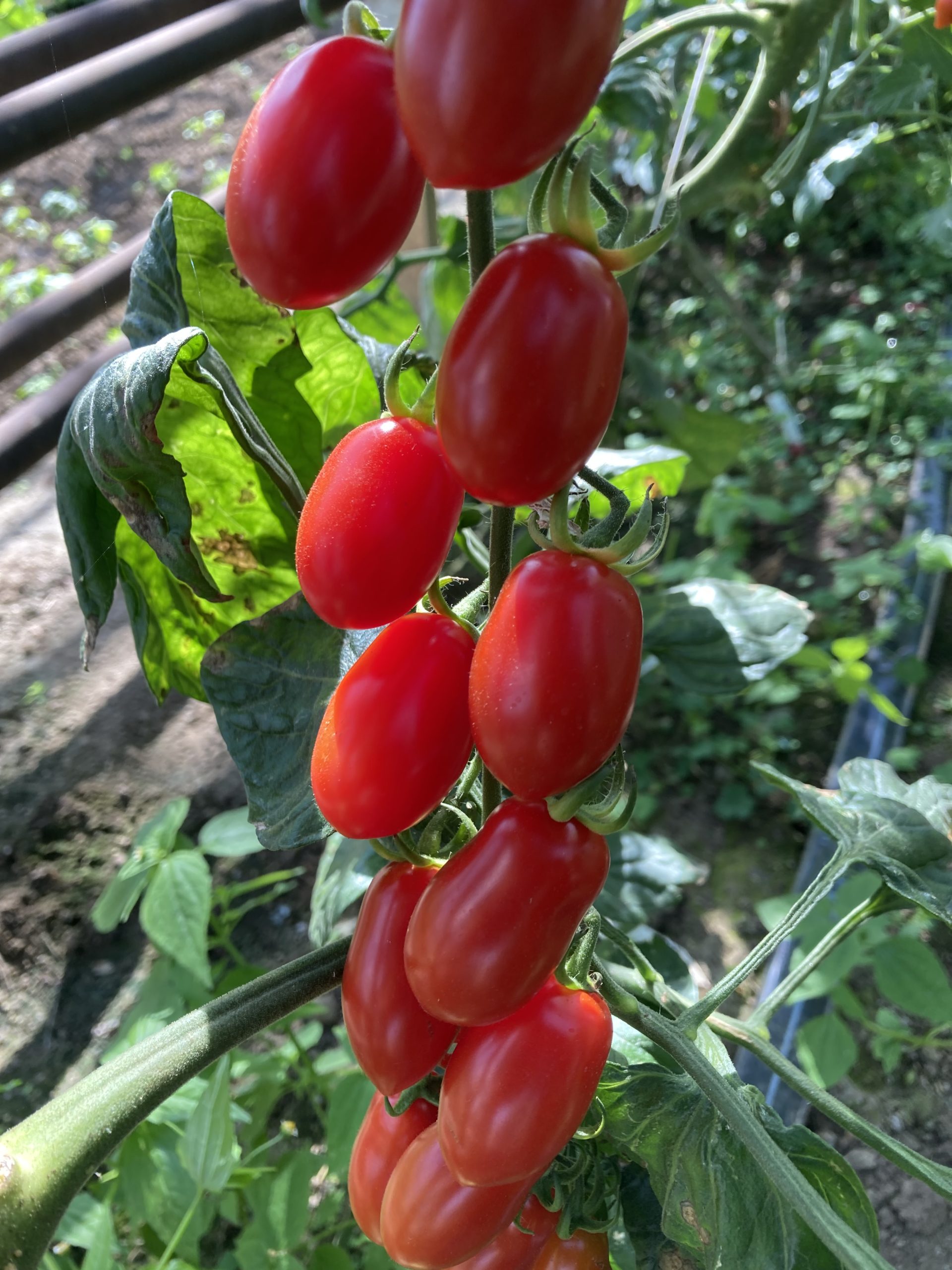 Santa F1 Tomato - Mammoth Onion