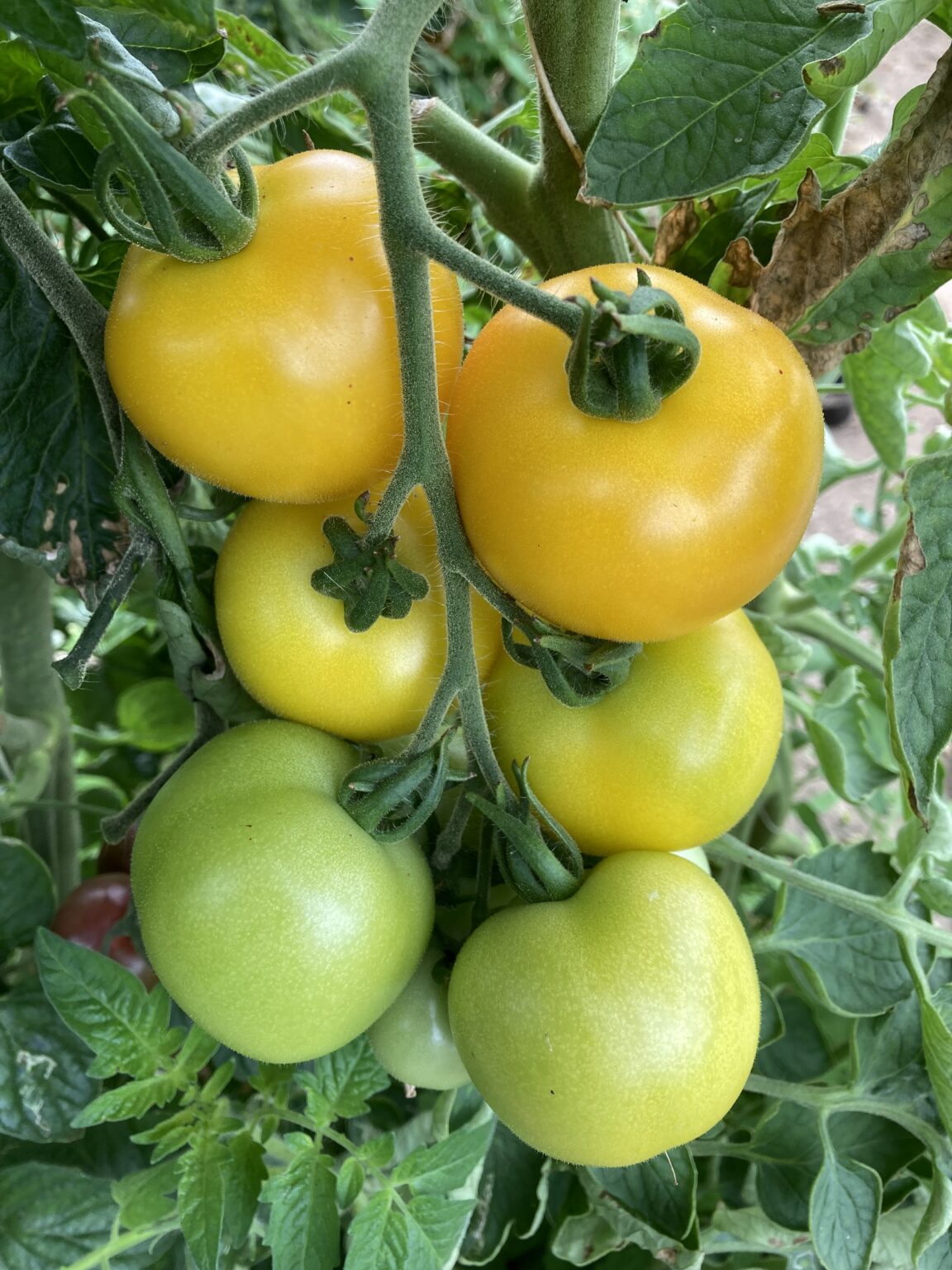 Golden Sunrise Tomato RHS AGM - Mammoth Onion