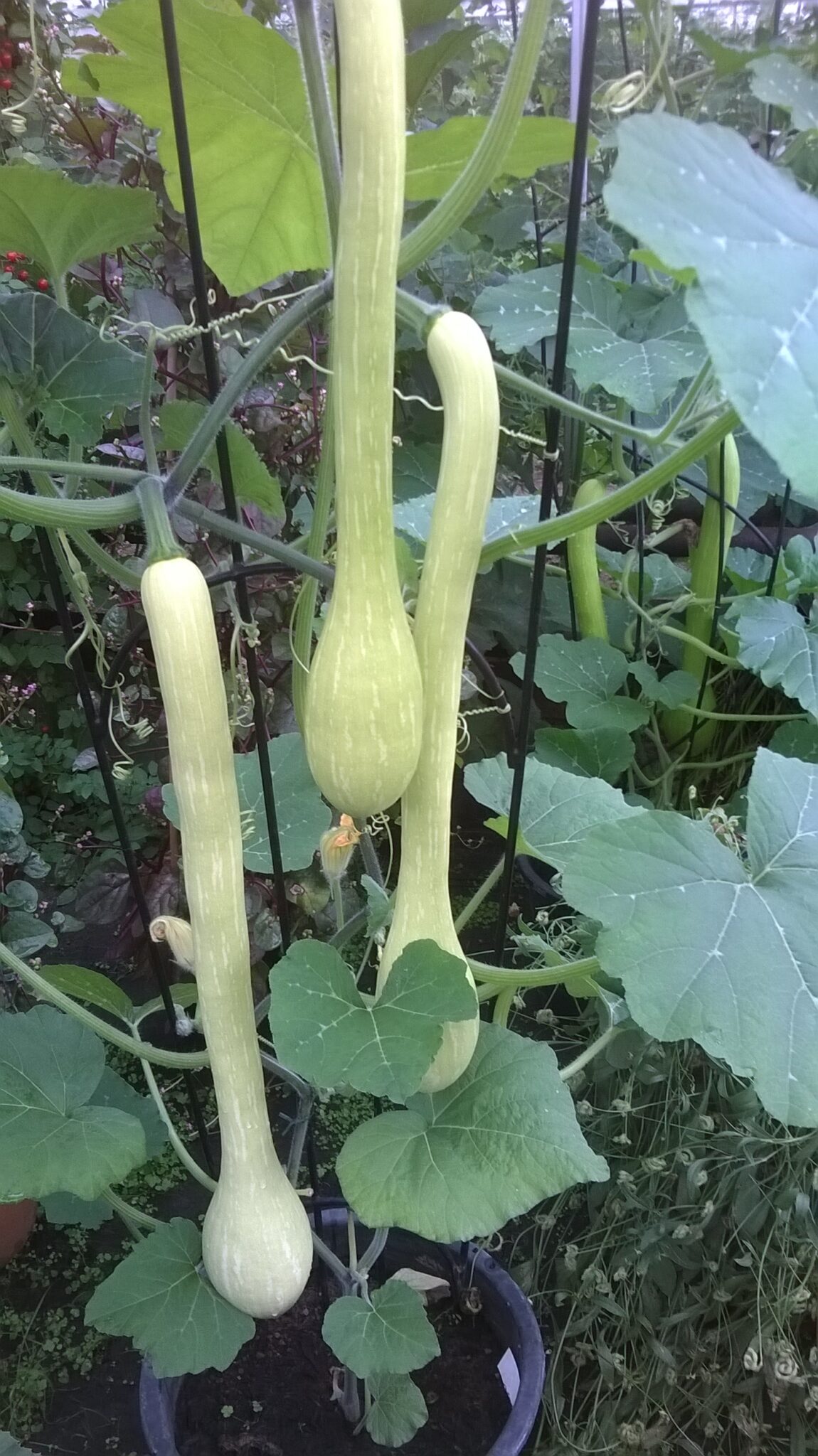 Tromboncino Courgette/Squash - Mammoth Onion