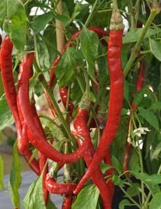 Chilli Seedlings - Long Slim - Mammoth Onion