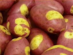 Maincrop POTATO PINK GYPSY - Mammoth Onion