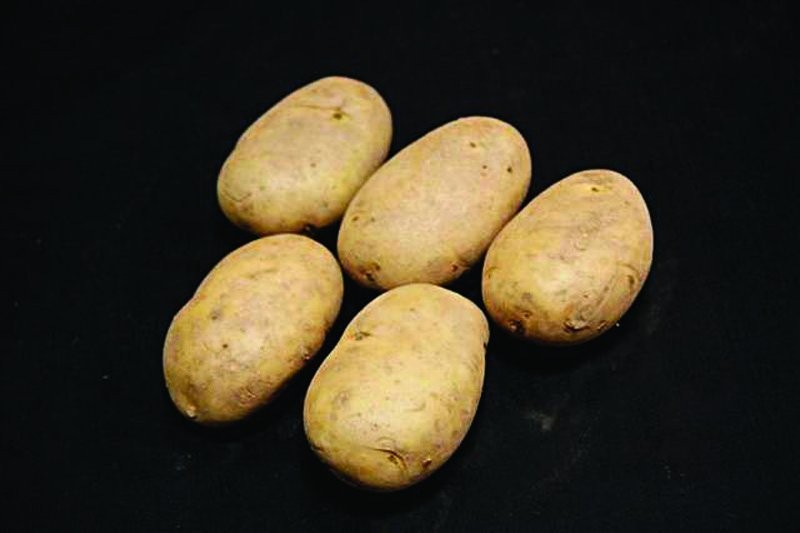 2nd Early POTATO WILJA - Mammoth Onion