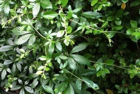 Sweet Tea Vine/Jiaogulan (Gynostemma pentaphyllumis) - Mammoth Onion