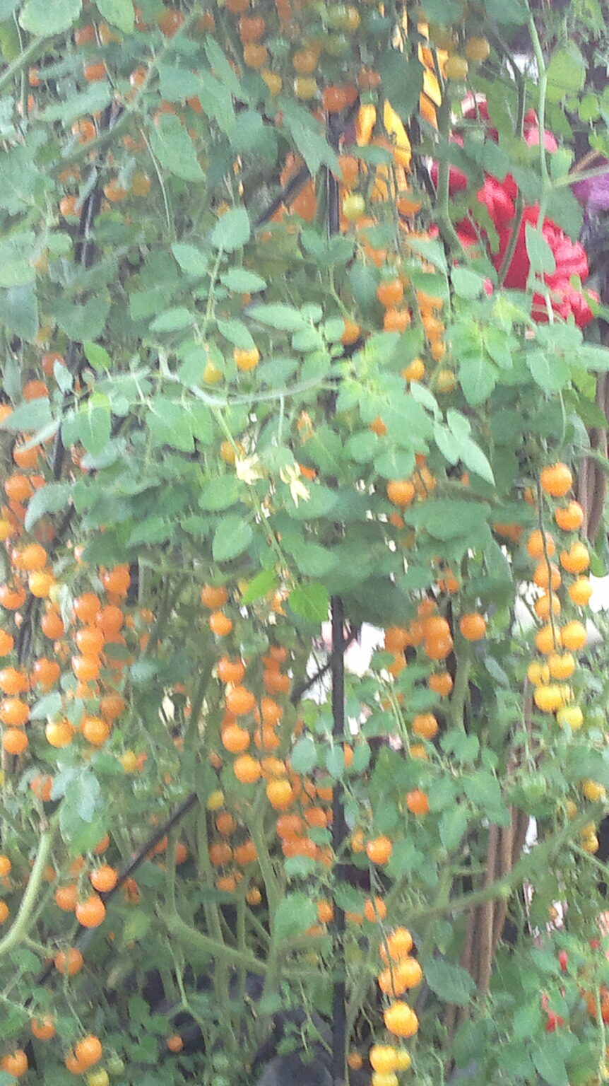 Yellow Currant Tomato PLANT - Mammoth Onion