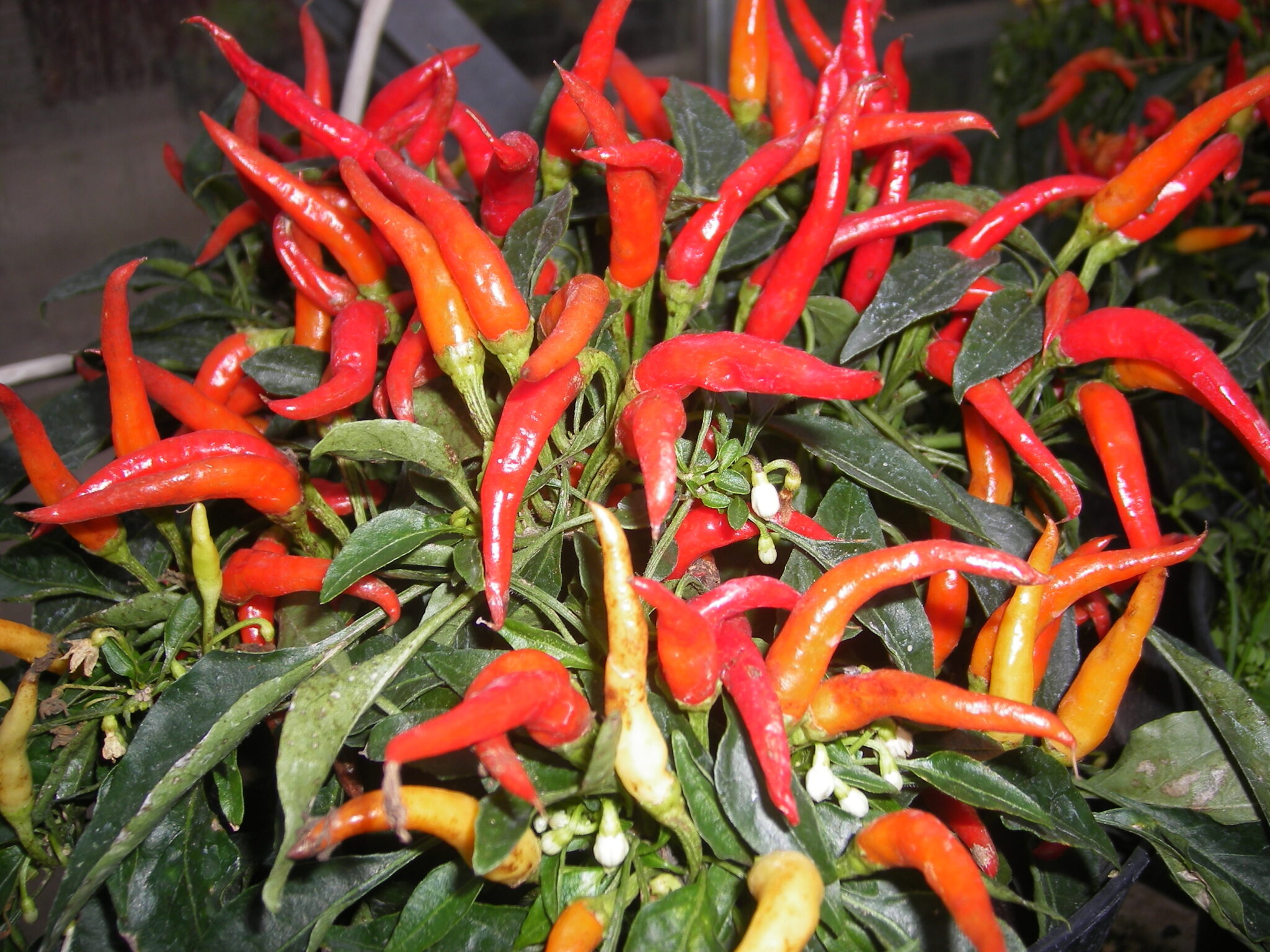 Medusa Chill Pepper PLANT - Mammoth Onion