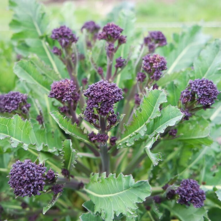 Early Purple Sprouting Broccoli PLANTS - Mammoth Onion