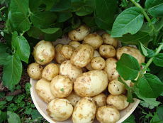 Maincrop BAMBINO - Mammoth Onion