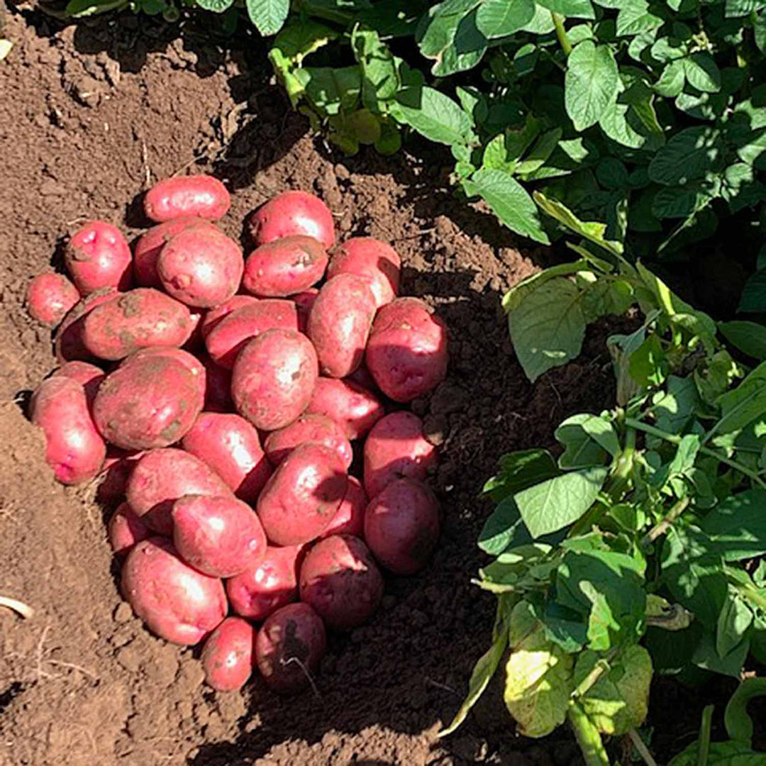 MAINCROP POTATO Caledonian Rose - Mammoth Onion