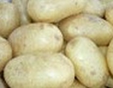 Maincrop ISLE OF JURA - Mammoth Onion