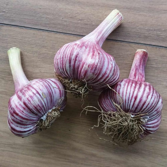 Garlic - Mammoth Onion