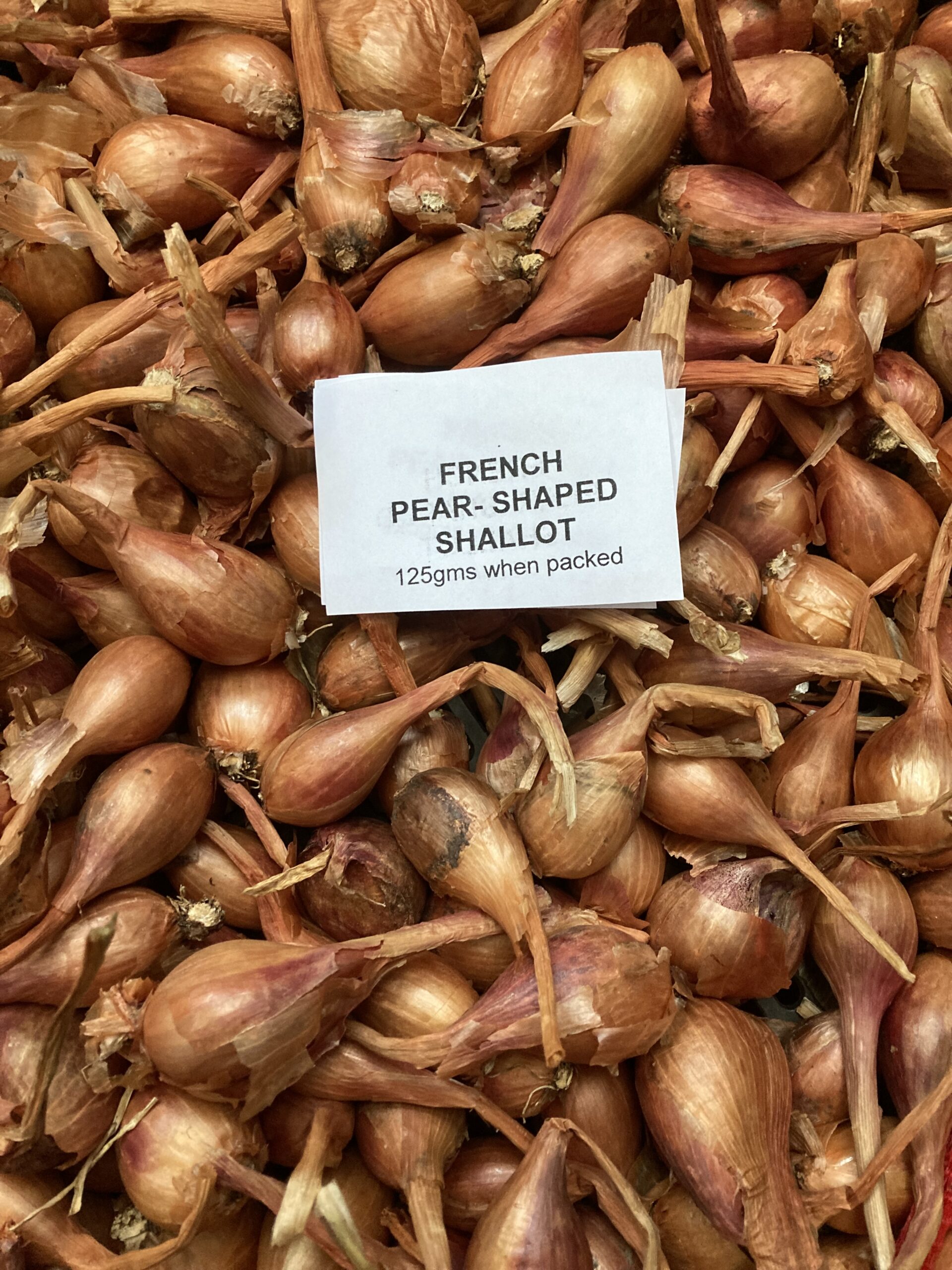 Pear Shaped French Gourmet Shallot - Mammoth Onion