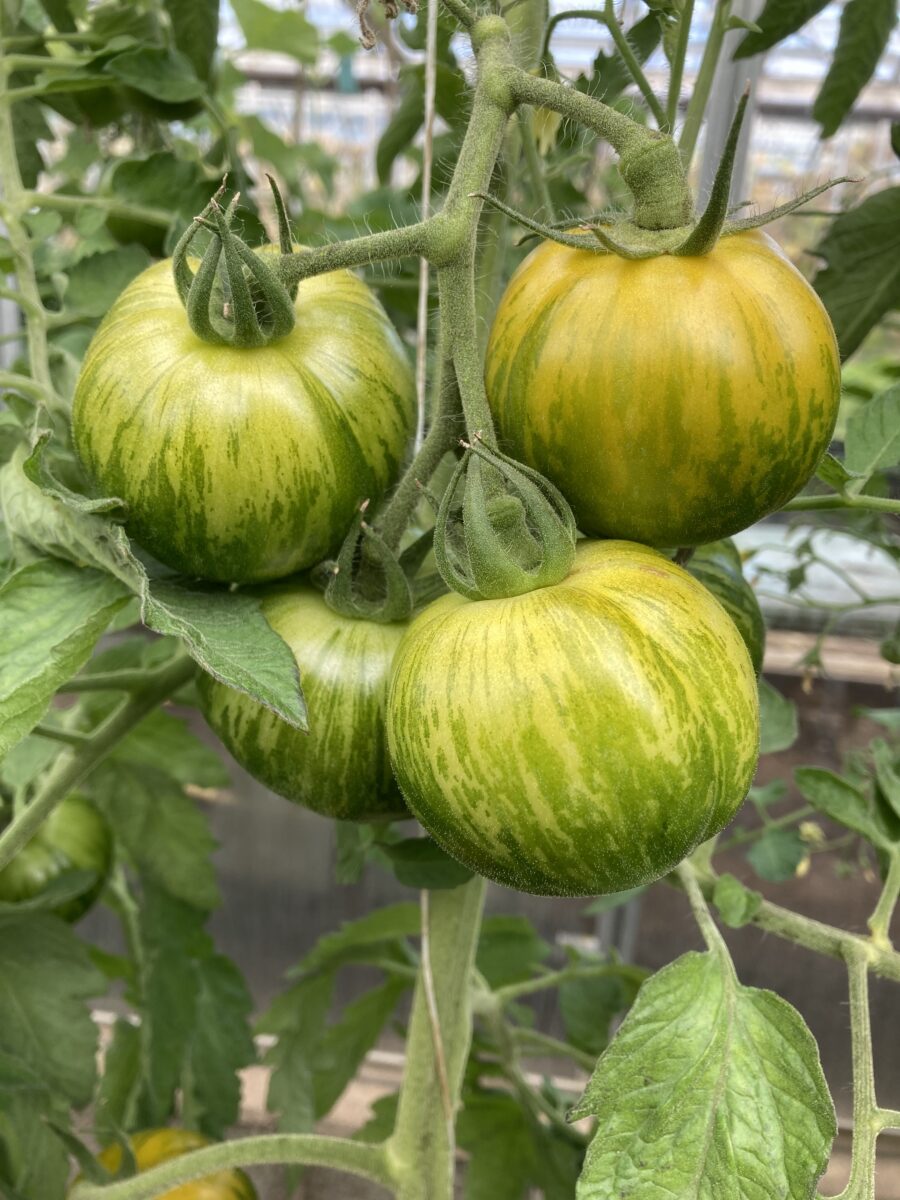Green Zebra Tomato - Mammoth Onion