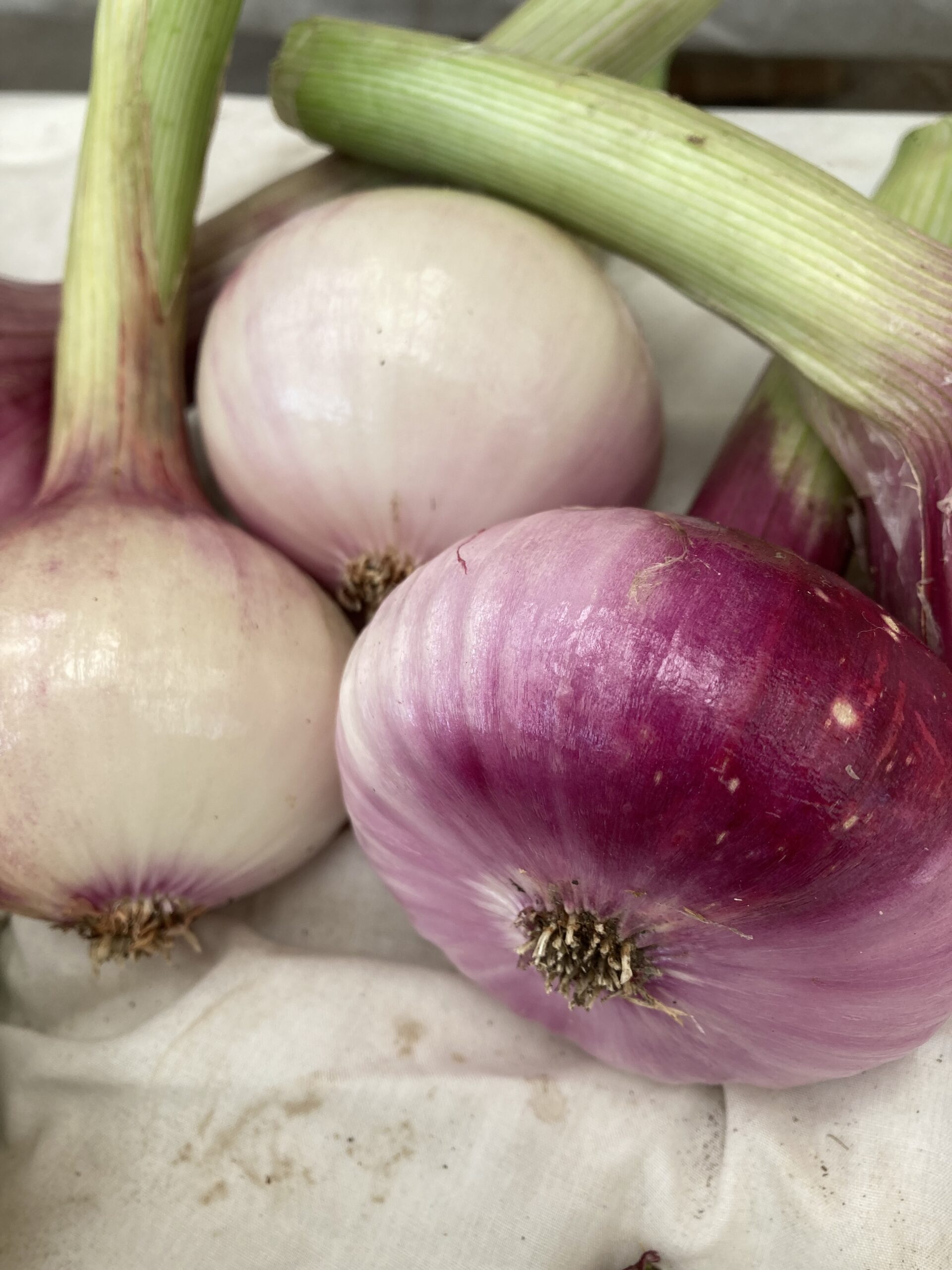 PINK PANTHER ONION SETS NEW - Mammoth Onion