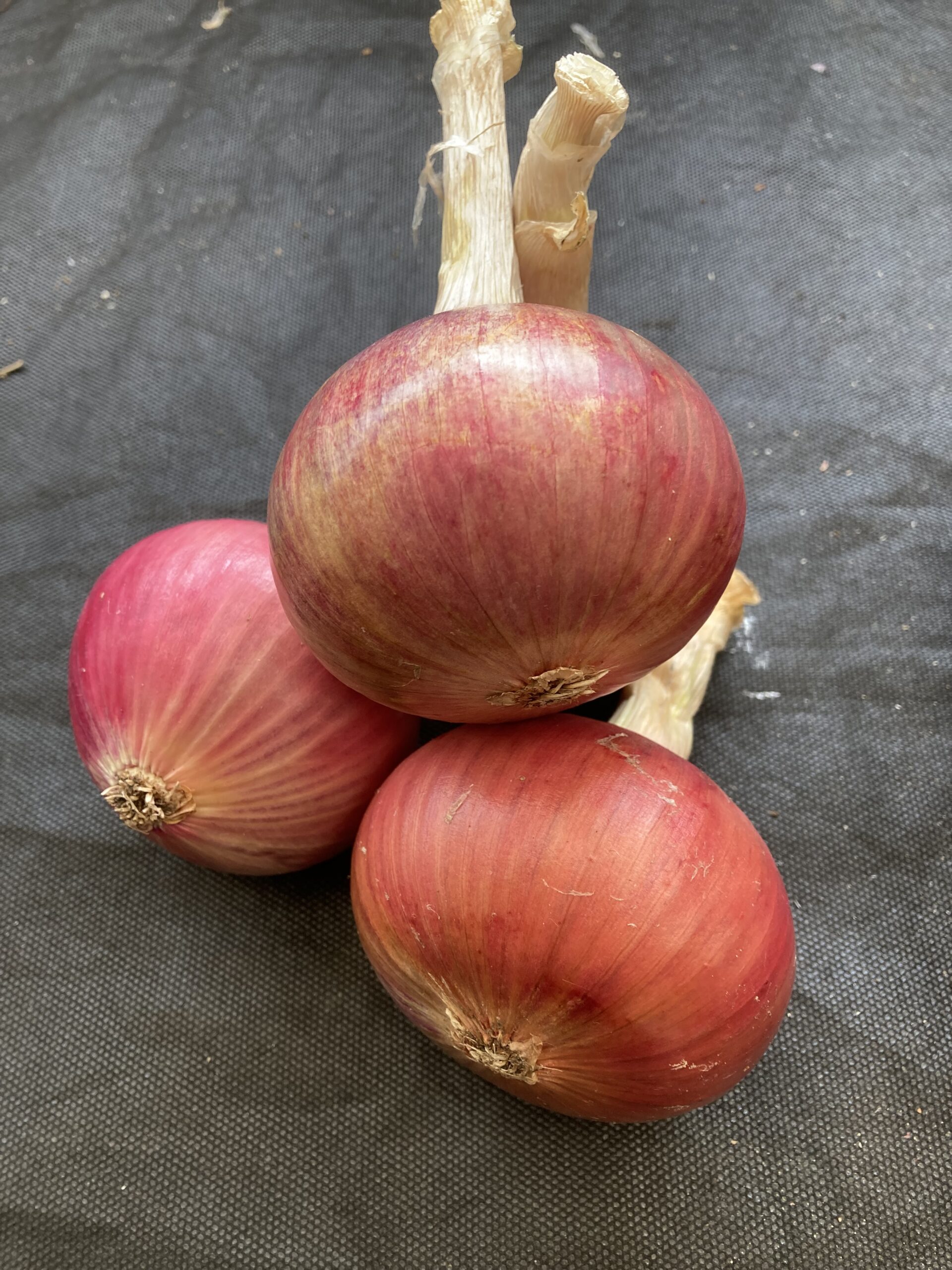 PINK PANTHER ONION SETS - Mammoth Onion