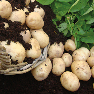 MAINCROP PENTLAND CROWN - Mammoth Onion