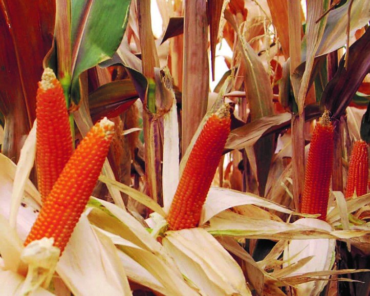 Popcorn seeds store