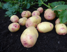 Maincrop CAROLUS Potato - Mammoth Onion