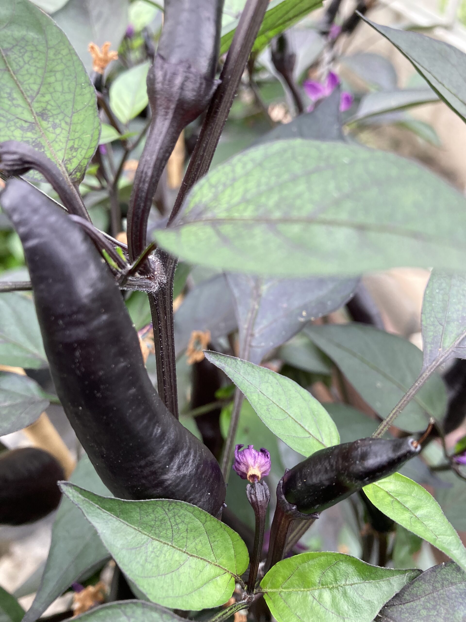 Vampire Chilli NEW - Mammoth Onion