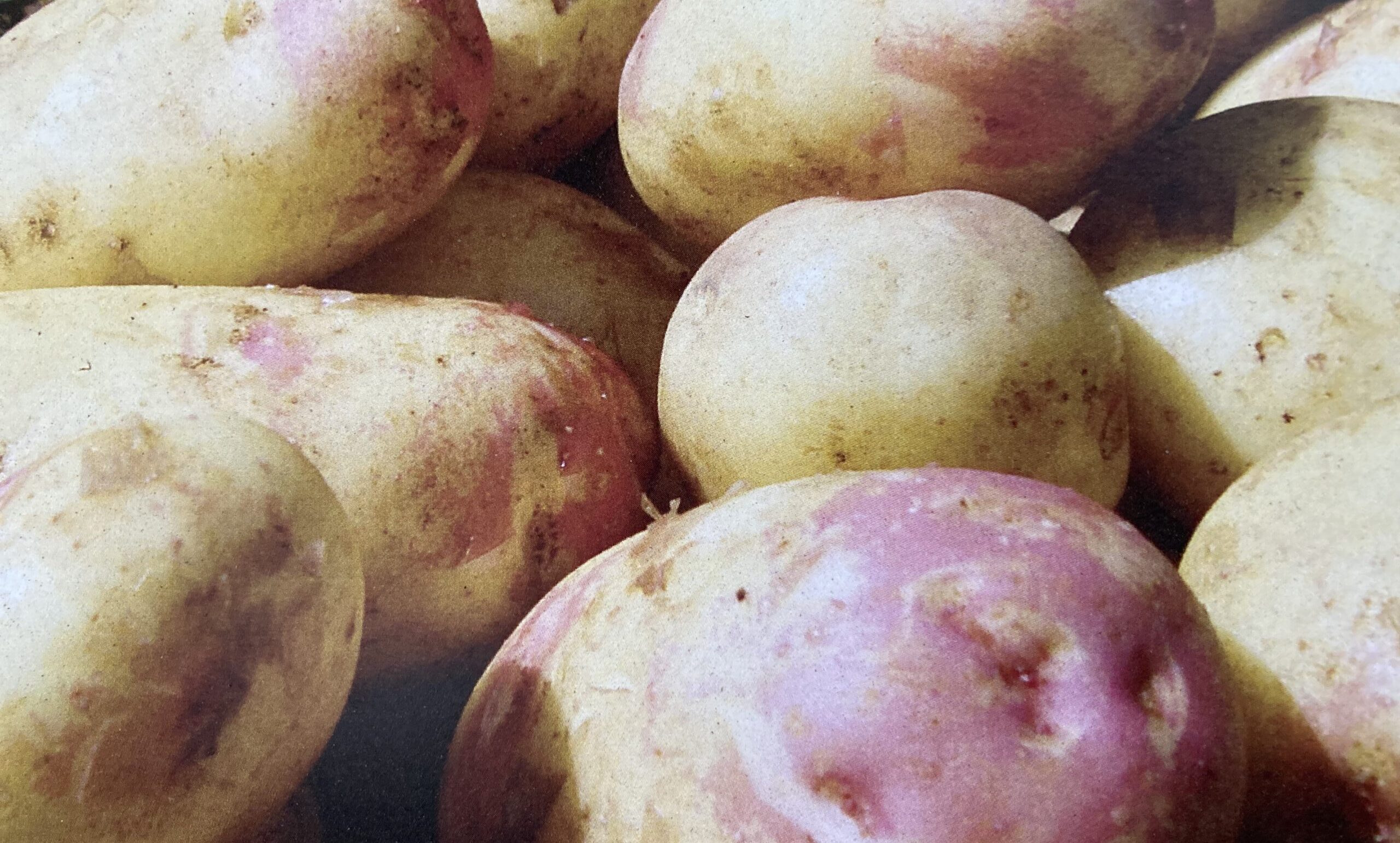 Maincrop KING EDWARD - Mammoth Onion