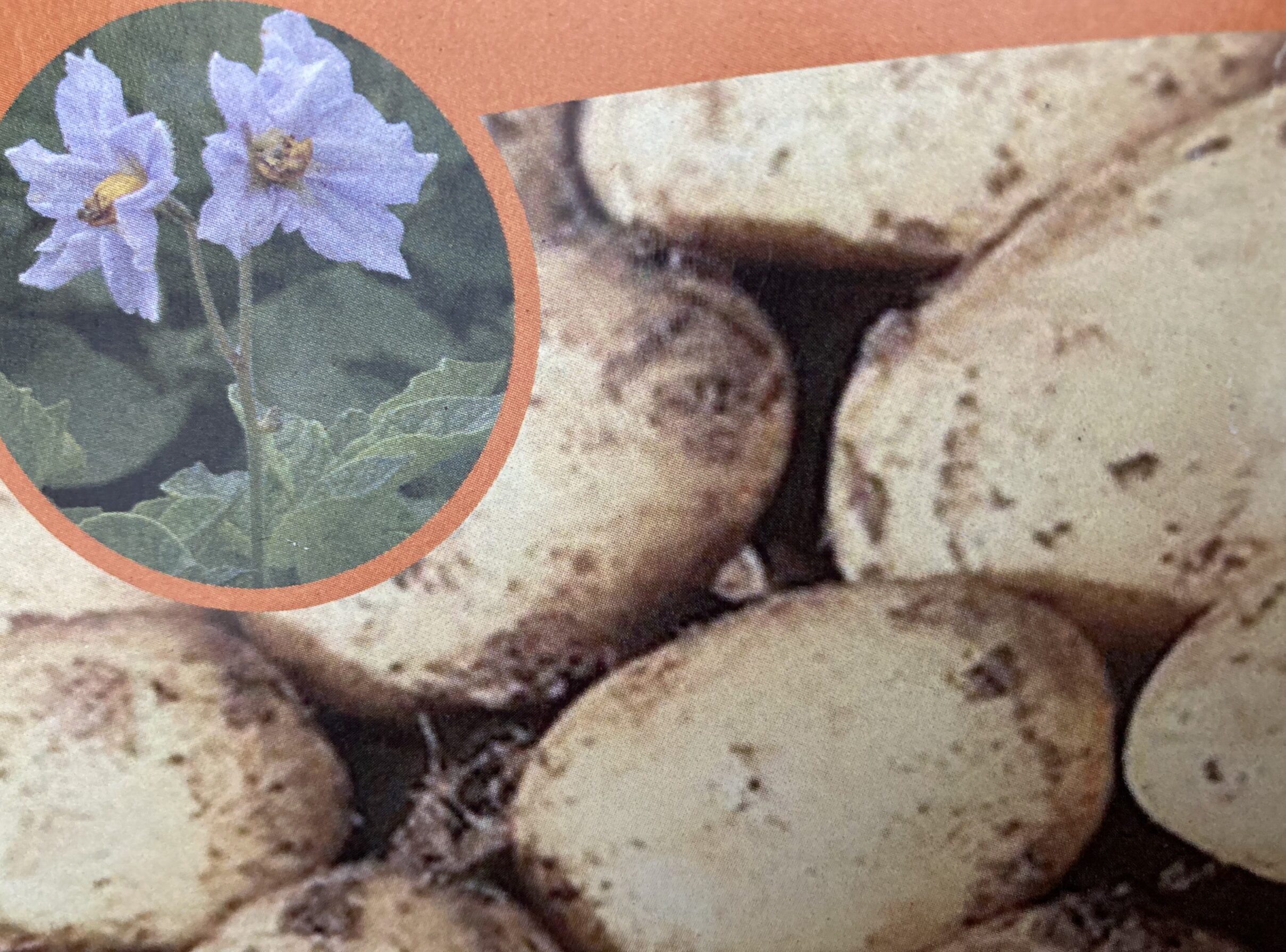 Maincrop MARVEL - Mammoth Onion