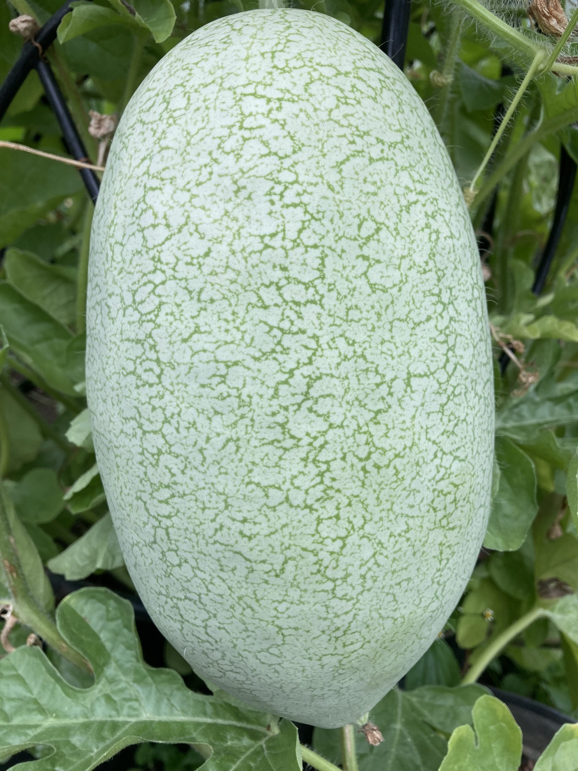 WATERMELON Charleston Gray - Mammoth Onion