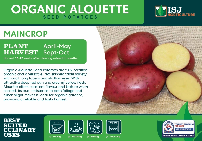 SMALL PACKS Maincrop ALOUETTE NEW - Mammoth Onion