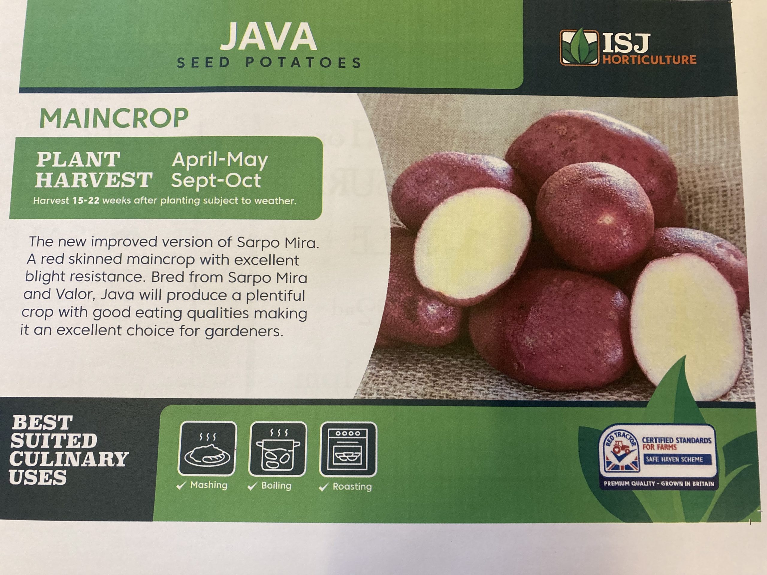 Maincrop JAVA New - Mammoth Onion