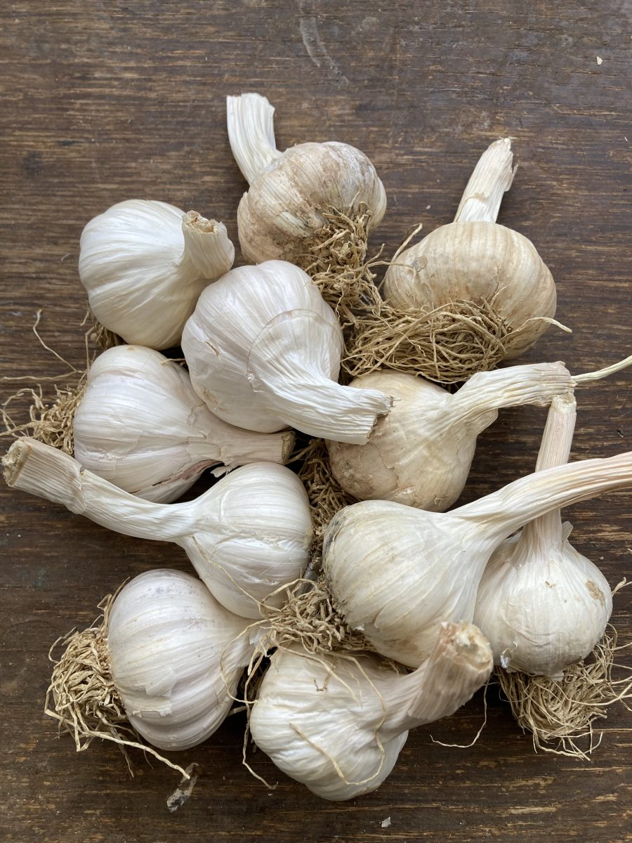 GARLIC CARCASSONNE WIGHT GARLIC - Mammoth Onion